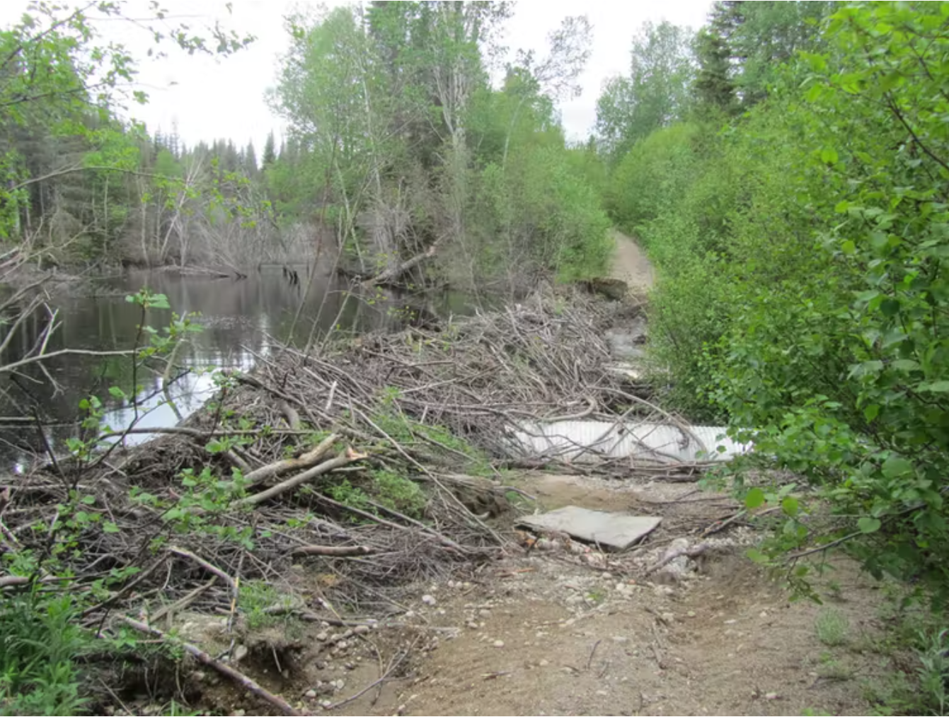 How Québec’s abandoned logging roads are damaging lakes, rivers and ...
