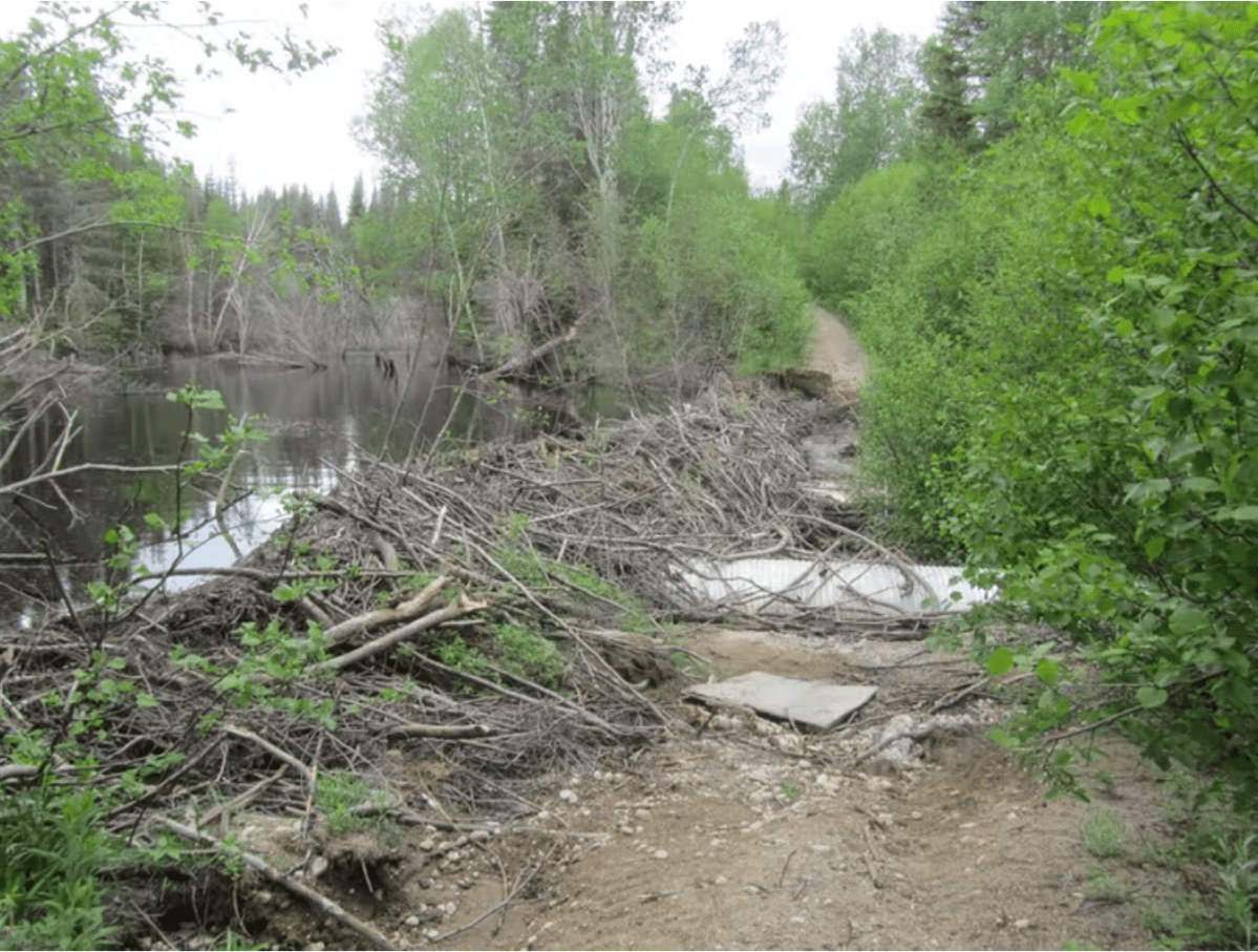 How Québec’s abandoned logging roads are damaging lakes, rivers and ...